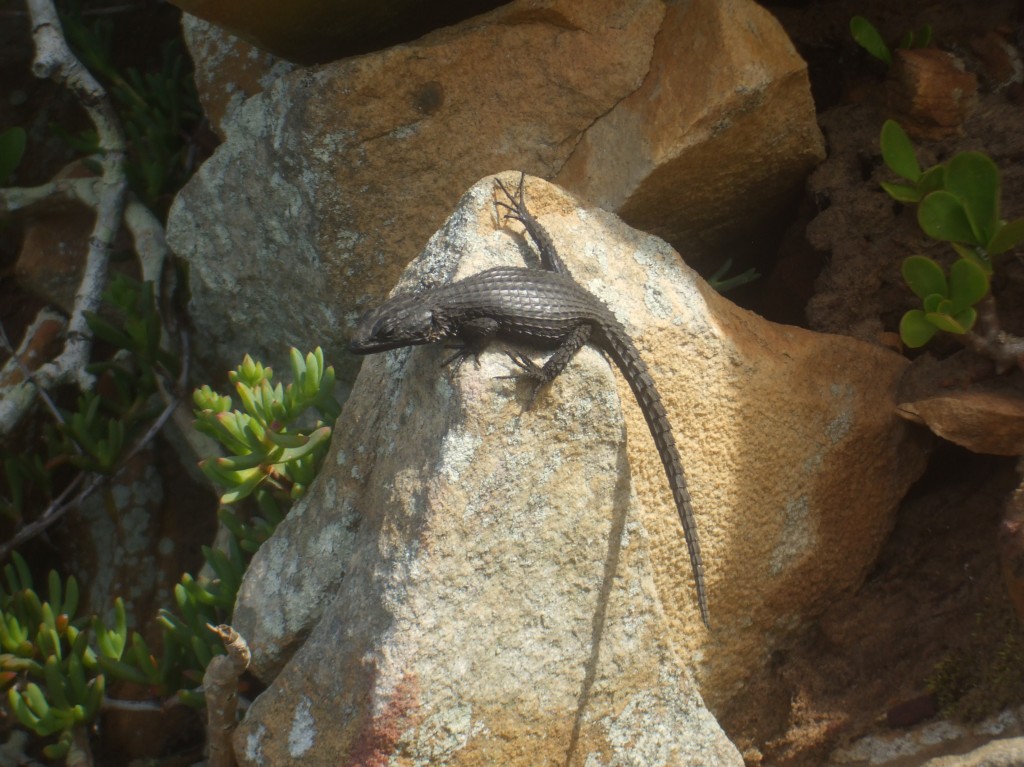 Geology for Global Development | Friday Photo (87): Wildlife in the ...