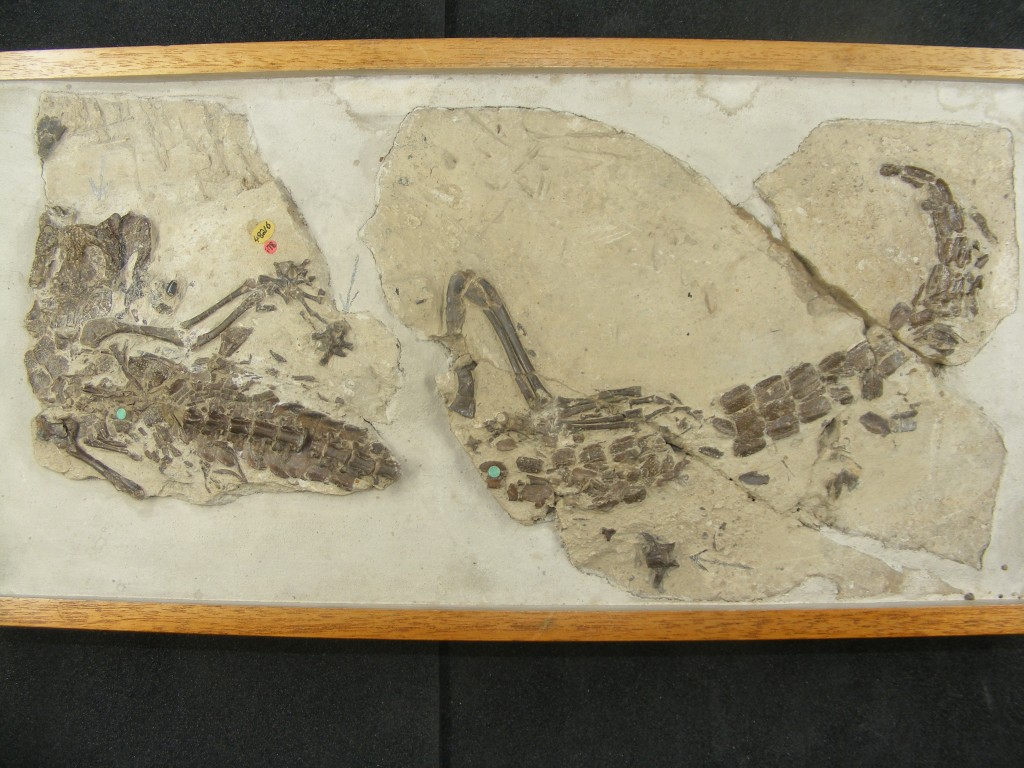 Green Tea and Velociraptors | Crocodiles! They’re everywhere!