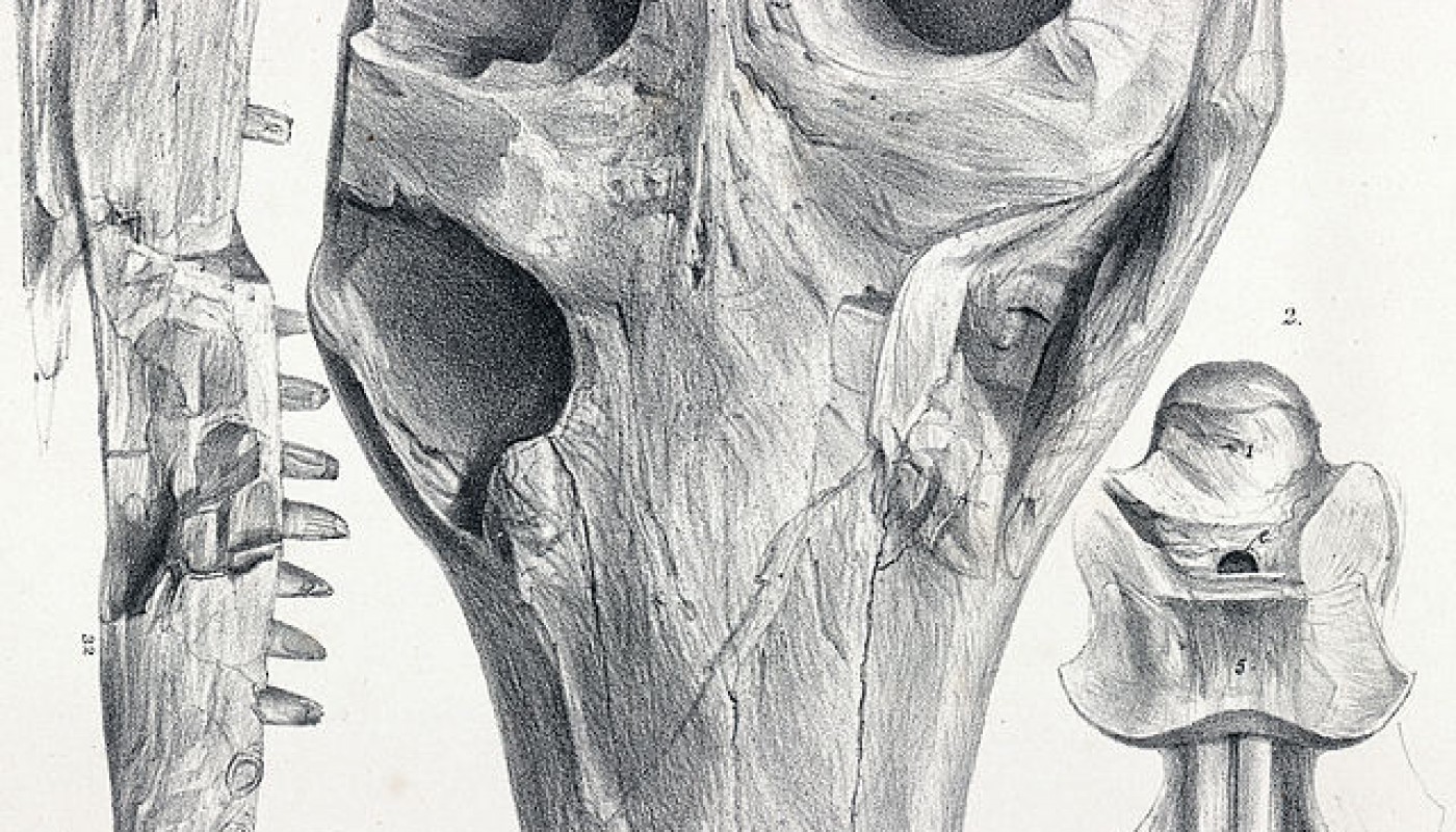 Green Tea and Velociraptors | The origin of a second wave of supreme ...