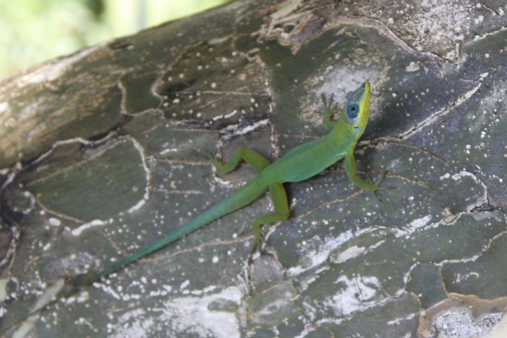VolcanicDegassing | The Botanic Gardens of St Vincent and the Grenadines