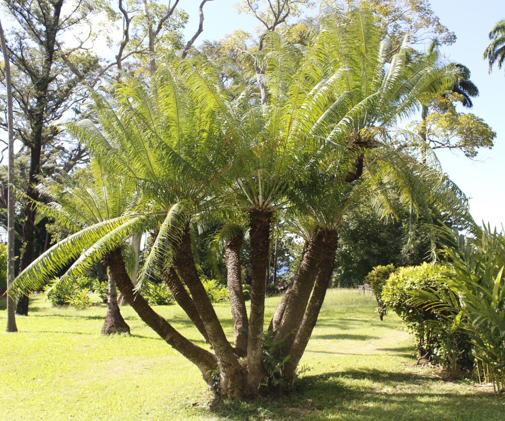 VolcanicDegassing | The Botanic Gardens of St Vincent and the Grenadines